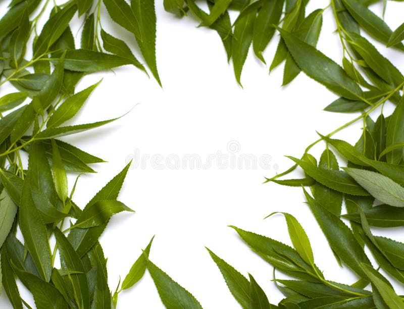 Green Leaf Frame on White Background, Flat Lay, Top View, Leaf Layout ...