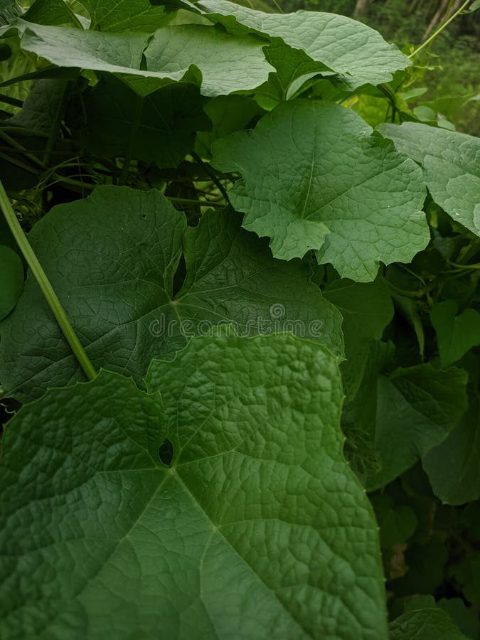 Collection of Leaf Photography Picture Backgrounds Stock Image - Image ...