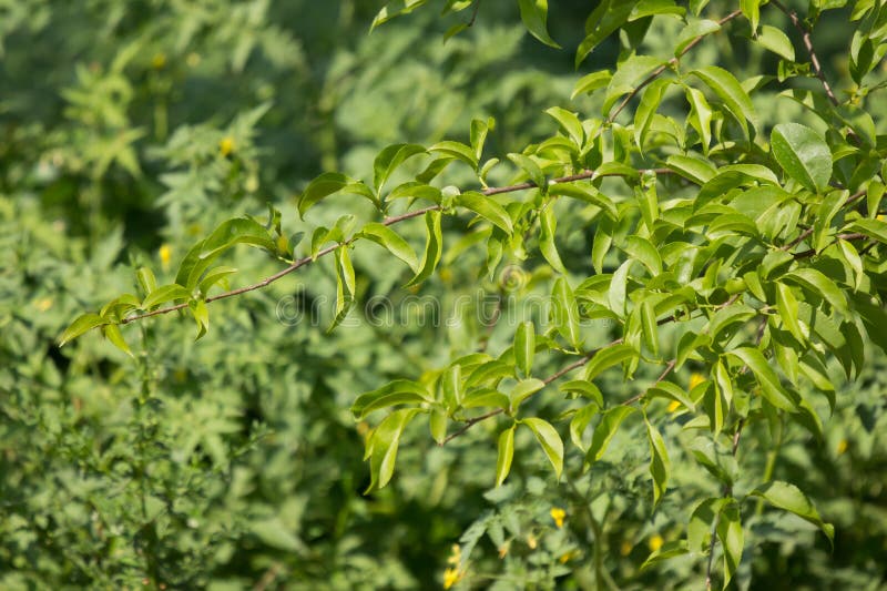 Green Leaf of Fried Egg Tree Stock Image - Image of spring, flowers ...