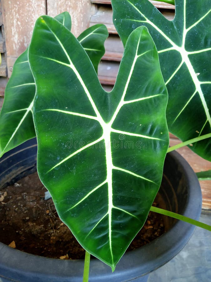 Green Leaf in Front of the House Stock Image - Image of leaf, grass ...
