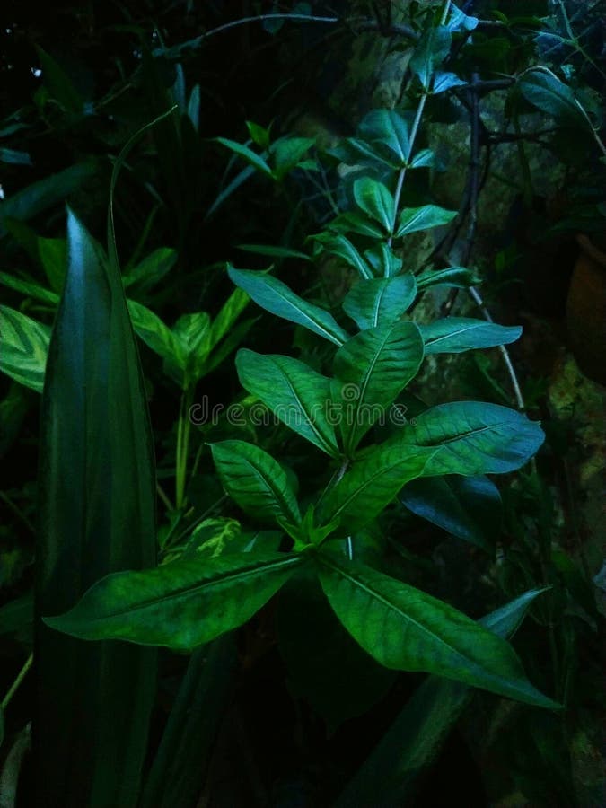 Green Leaf in Front of My Home Stock Photo - Image of vegetation ...