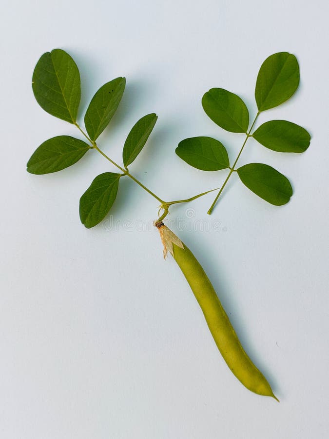 A Green Leaf and Fruit of the Clitoria Ternatea Plant. Stock Image ...