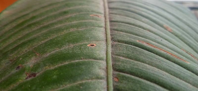 A Green Leaf Full of Dull Dust and Holes Stock Image - Image of holes ...