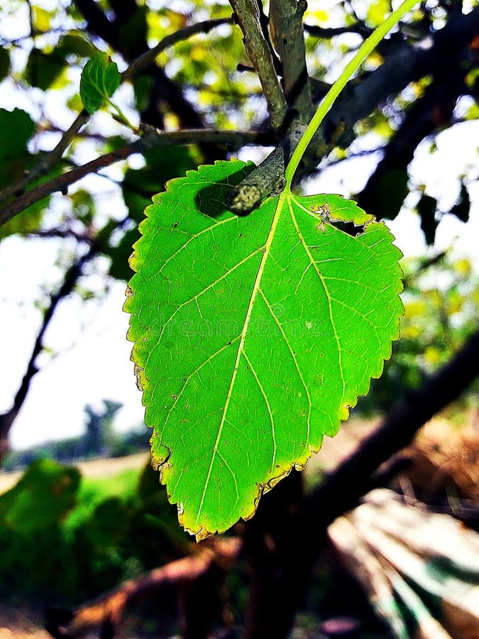 Green leaf stock image. Image of lead, pure, leaf, full - 71871819