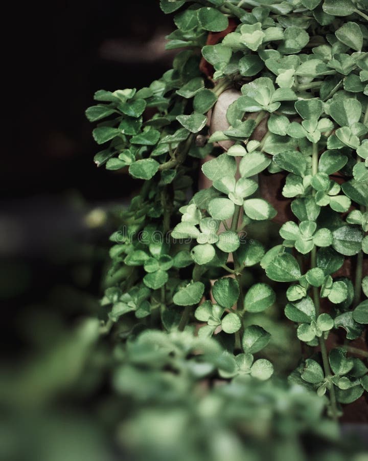 Green leaf in the garden stock image. Image of herb - 188752801