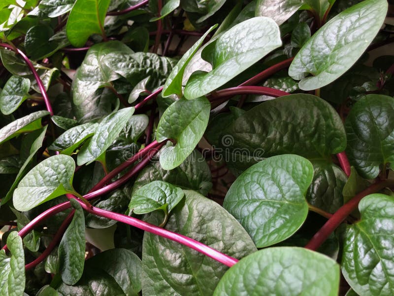 Green leaf stock photo. Image of plants, nature, garden - 210076350