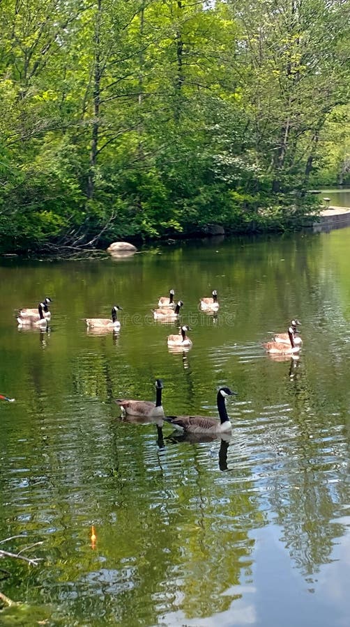 Green leaf geese stock image. Image of ducks, bayou - 222099789