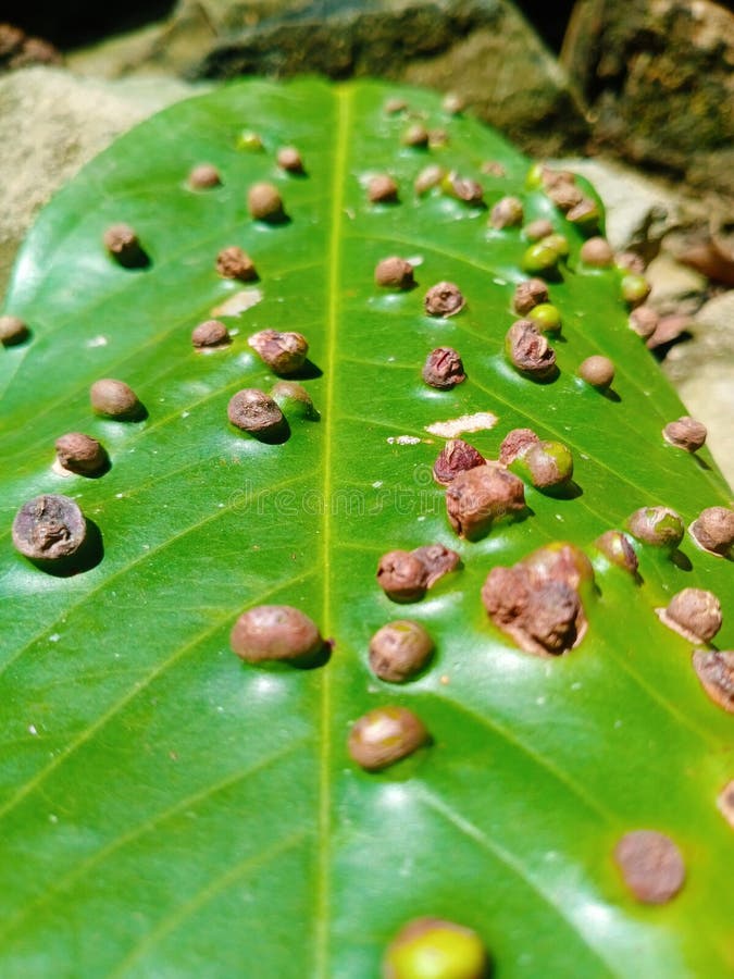 Green Leaf with Grain-shaped Texture All Over the Leaf Stock Image ...