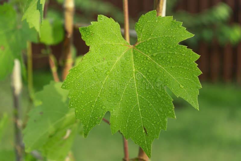A Green Leaf of Grape Tree in the Drops of Water Stock Image - Image of ...