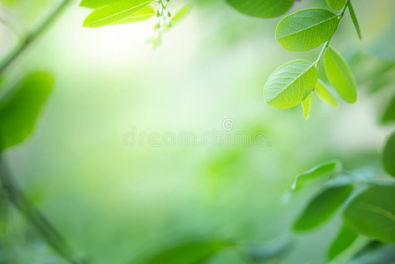Green Leaf on Greenery Blurred Background Stock Image - Image of ...