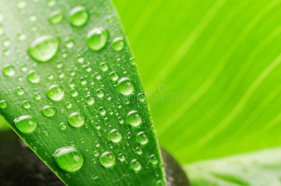 Green leaf and grey stone stock image. Image of purity - 12107595
