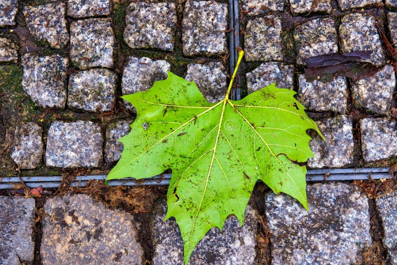 Green leaf on the ground stock photo. Image of stone - 239231272