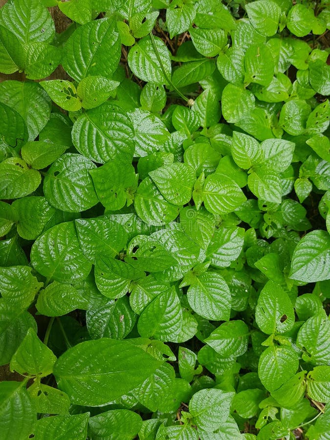 The Green Leaf of the Ground Plant Stock Photo - Image of leaf, tropis ...