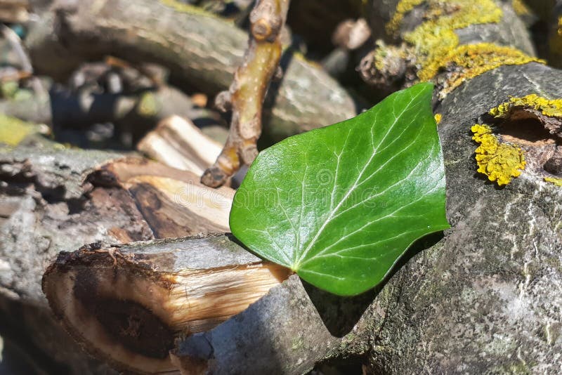 Green Leaf Growing on the Bark of a Tree Stock Image - Image of natural ...