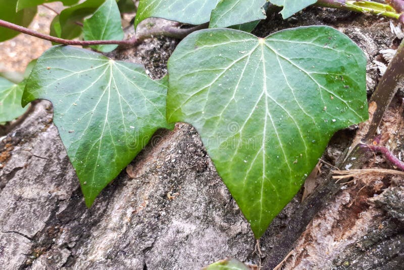 Green Leaf Growing on the Bark of a Tree Stock Image - Image of ecology ...