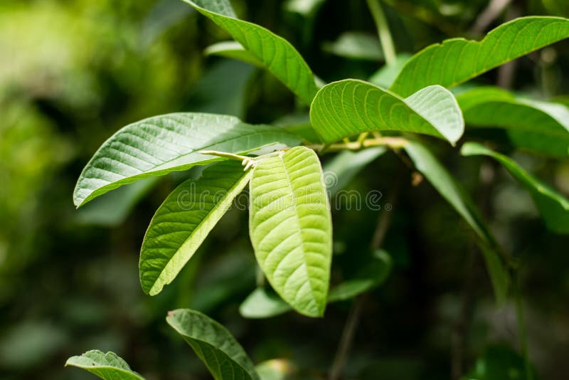 Green leaf guava stock image. Image of background, natural - 178000151