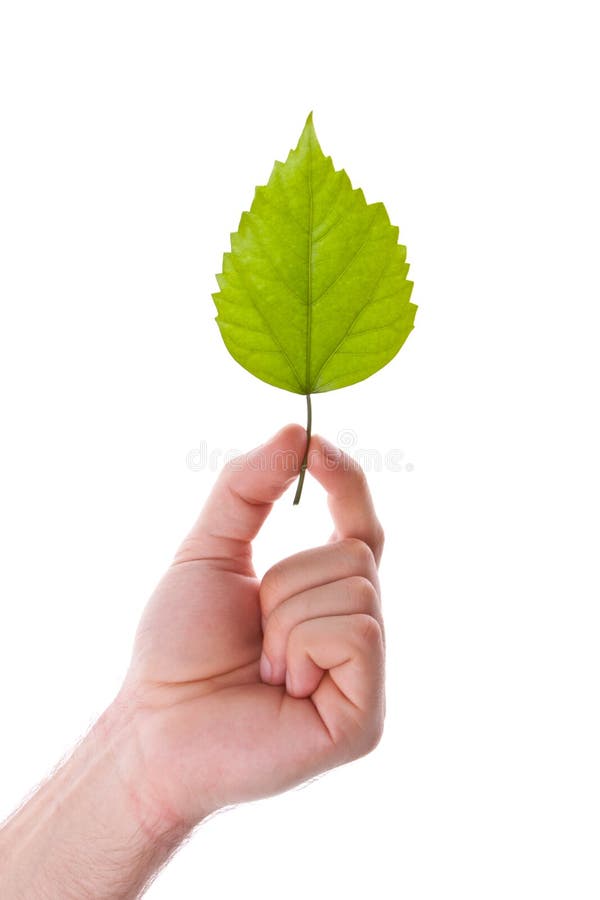 Green leaf in hand stock image. Image of leaf, origins - 18697507