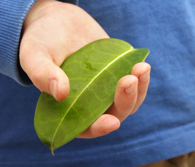 Green leaf in hand stock image. Image of peace, beauty - 22590631