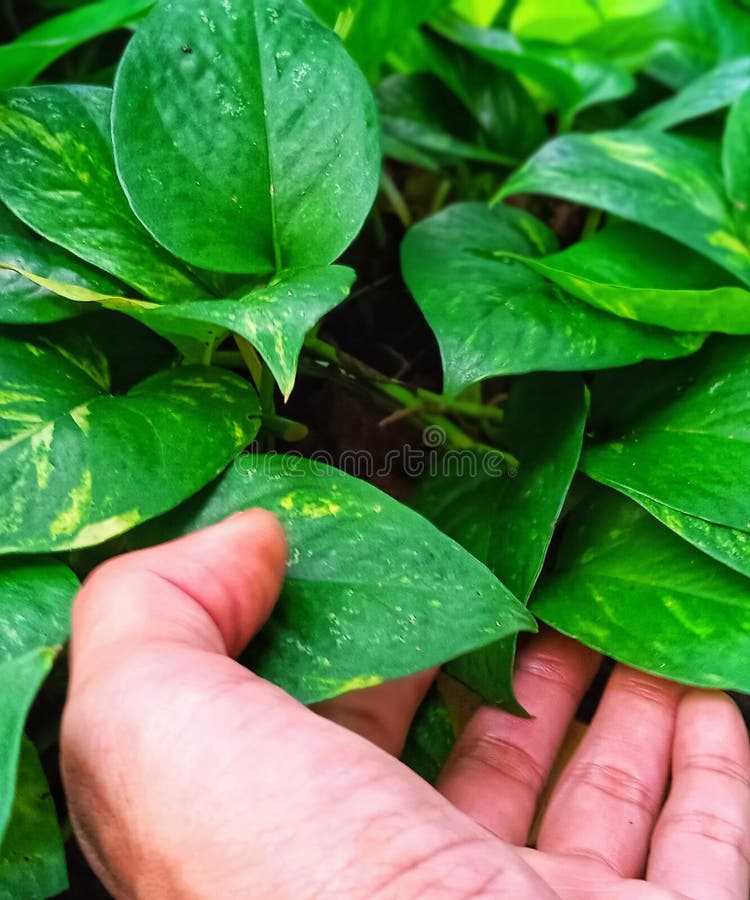 Green Leaf Hand Outdoor Plant Stock Photo - Image of green, leaf: 249489850