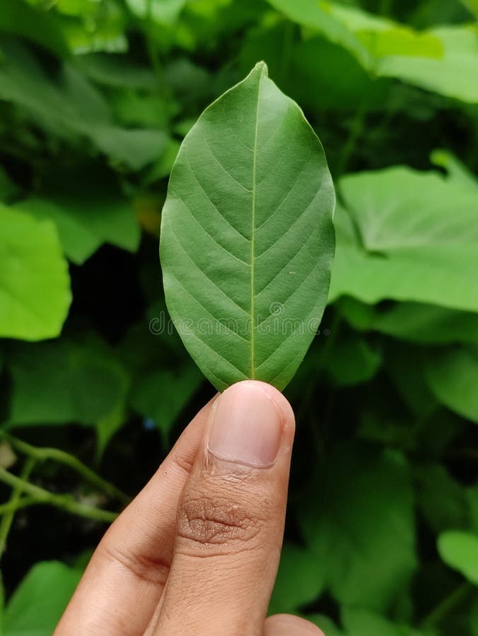 Green Leaf on Hand Taken by Fingers Stock Image - Image of leaf, hand ...
