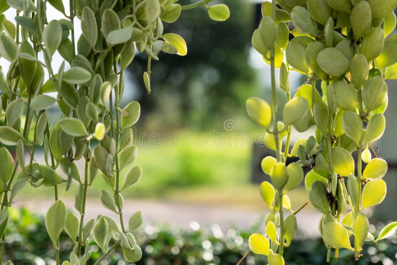 Green Leaf Hanging in Garden Stock Image - Image of glow, environment ...