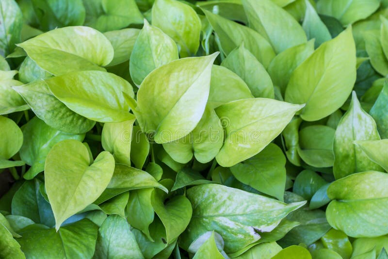Green leaf herbs stock image. Image of growth, closeup - 37382783