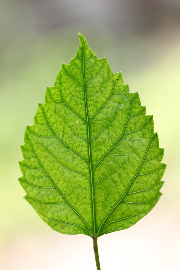 Green leaf of Hibiscus stock photo. Image of leaf, plant - 25076088