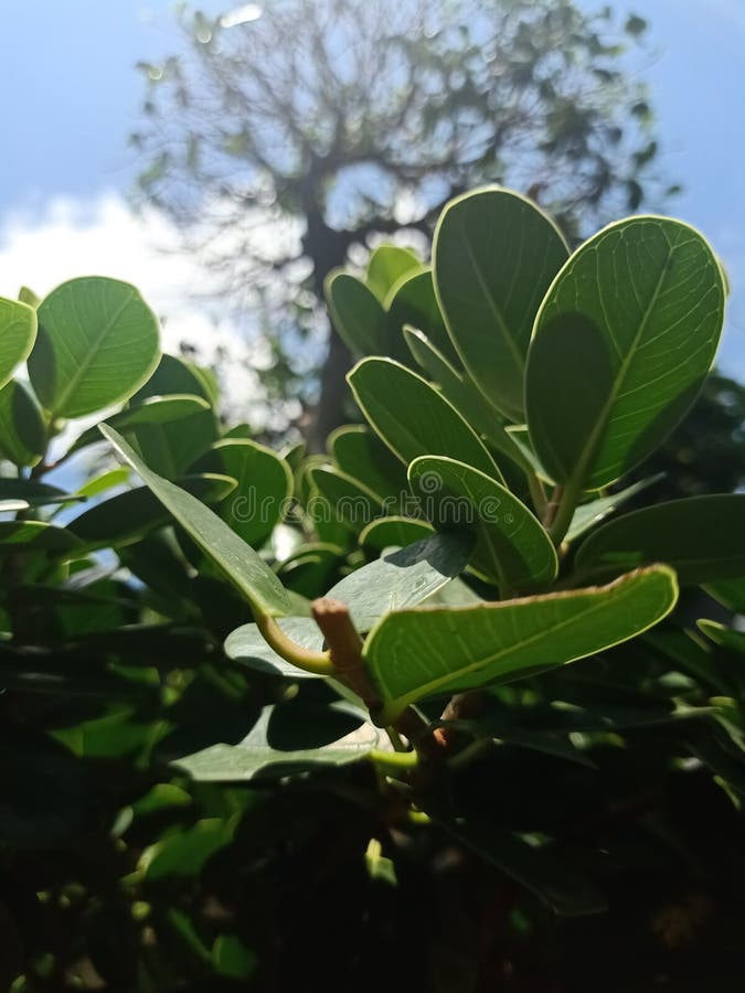 Green Leaf Shot from High Angleview Stock Image - Image of leaf, shot ...