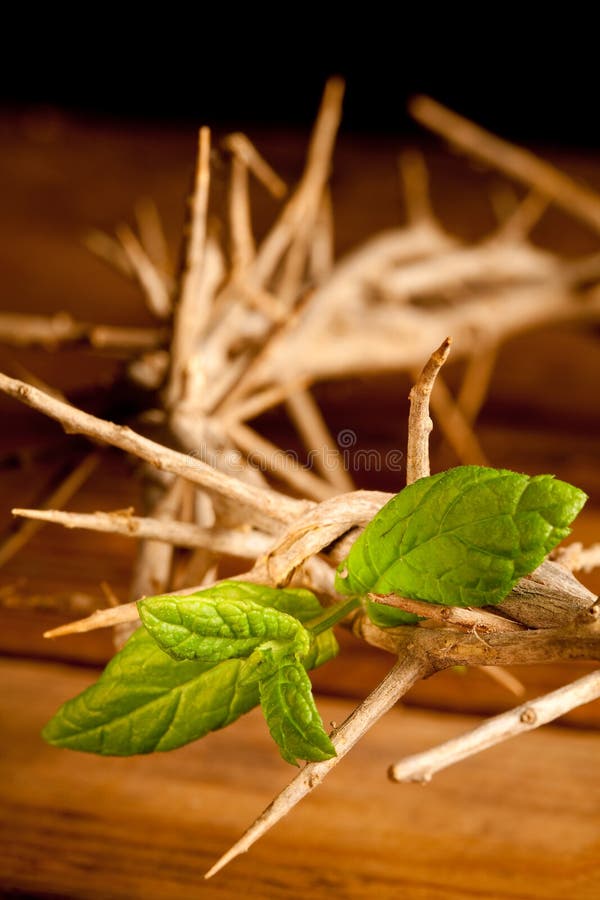Green leaf of Hope stock photo. Image of green, leaf - 12356104