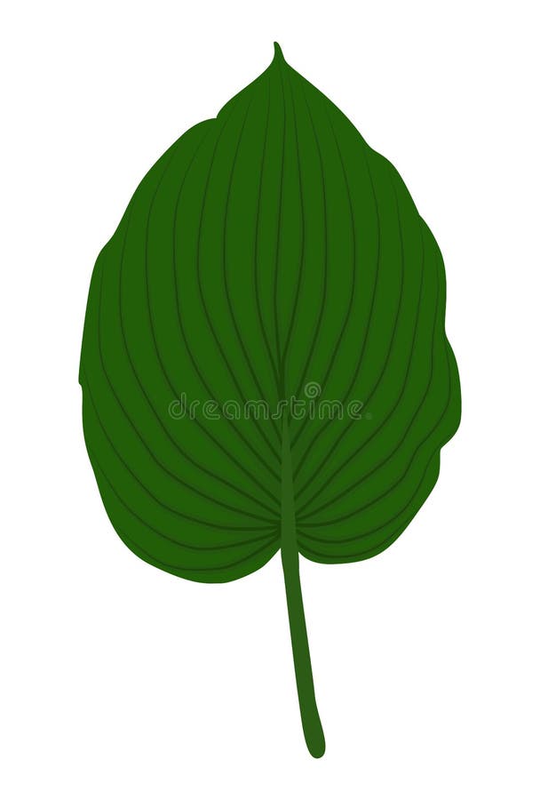 Hosta leaf stock vector. Illustration of nature, botanical - 122850802