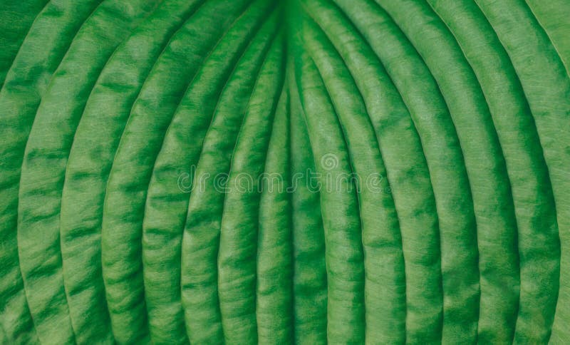 Green Leaf Hosta Closeup, Detailed Texture. Natural Vibrant Green Leaf ...