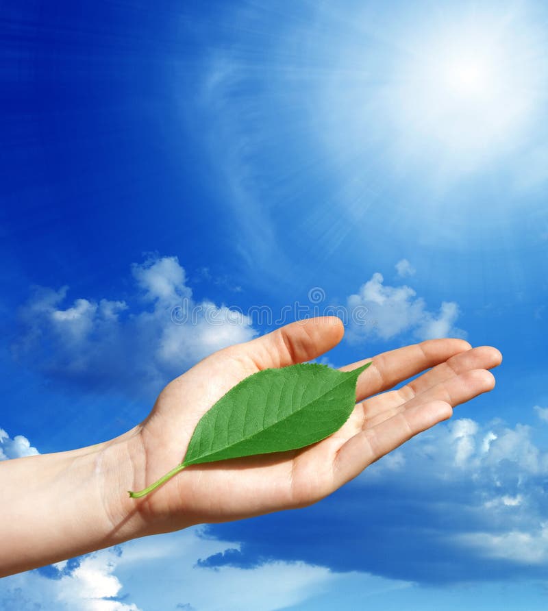Green leaf in a human hand stock image. Image of holding - 14310797