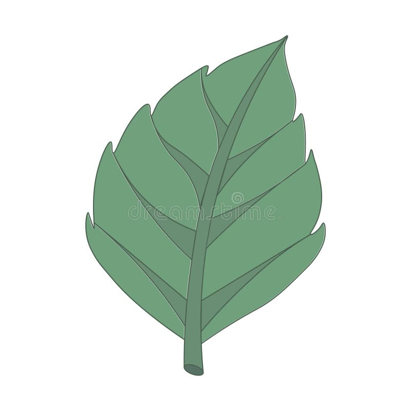 Green Leaf Icon. Botanical Plant Symbol. Natural Foliage Shape. Vector ...