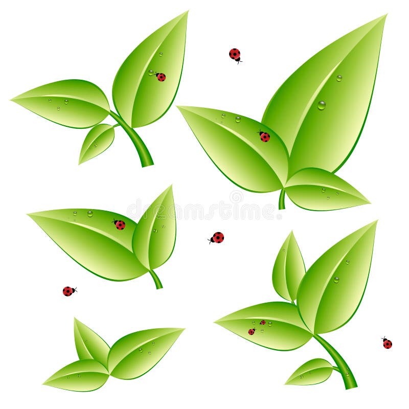 Green Leaf Icons Set on White Background with Drops and Ladybugs Stock ...