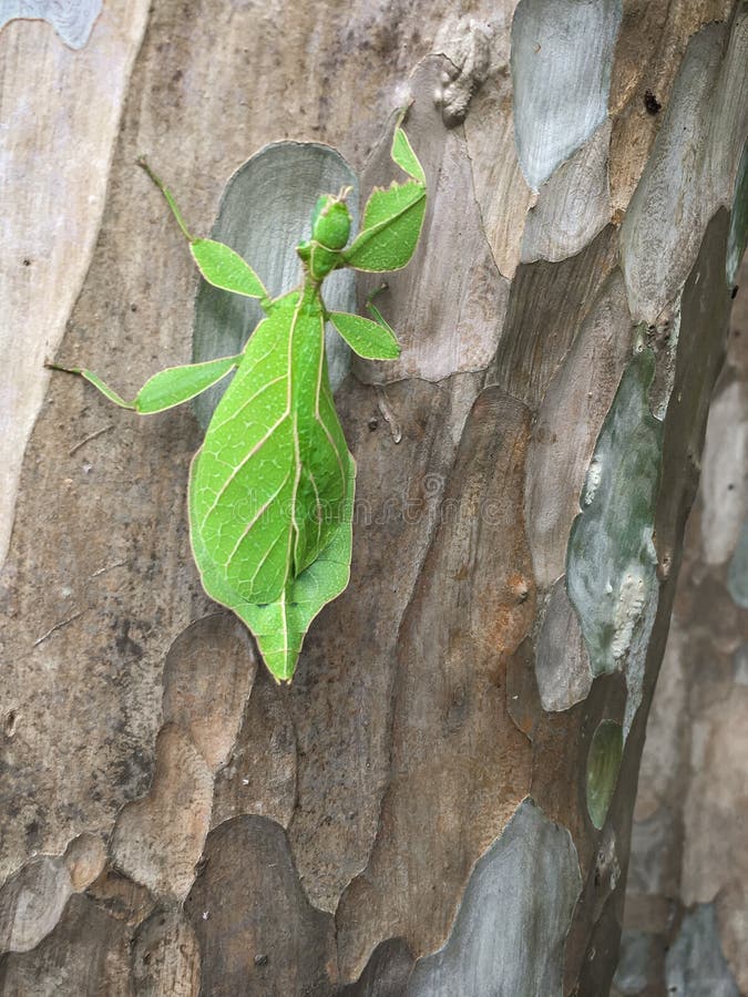 Green Leaf Insect. stock image. Image of insects, creature - 157554841