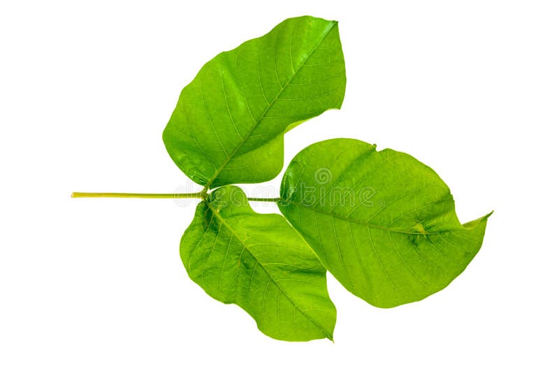 Green leaf isolate stock image. Image of color, freshness - 88043357