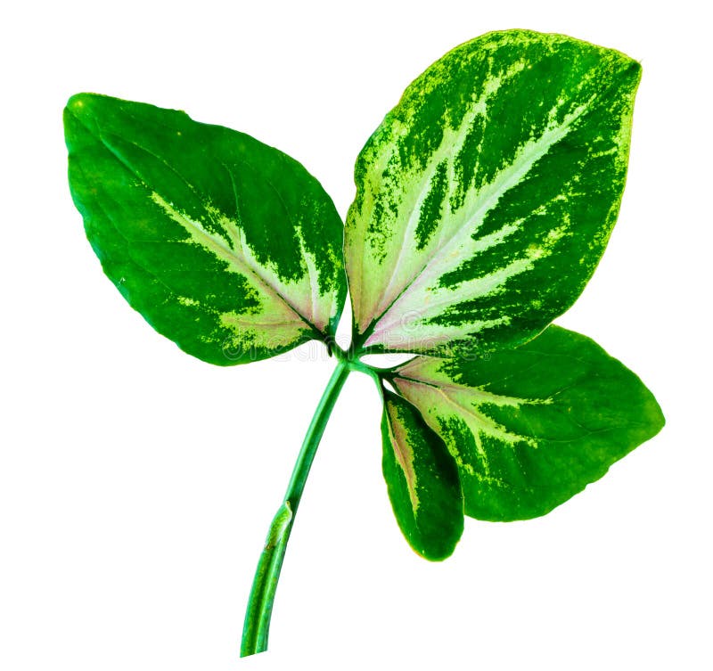 Green leaf isolate stock photo. Image of fresh, garden - 88741828