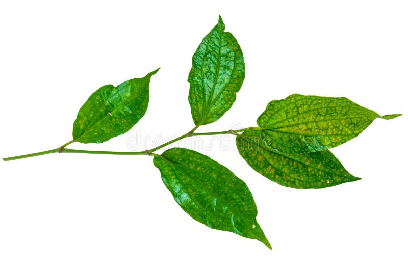 Green leaf isolate stock image. Image of environment - 88741833
