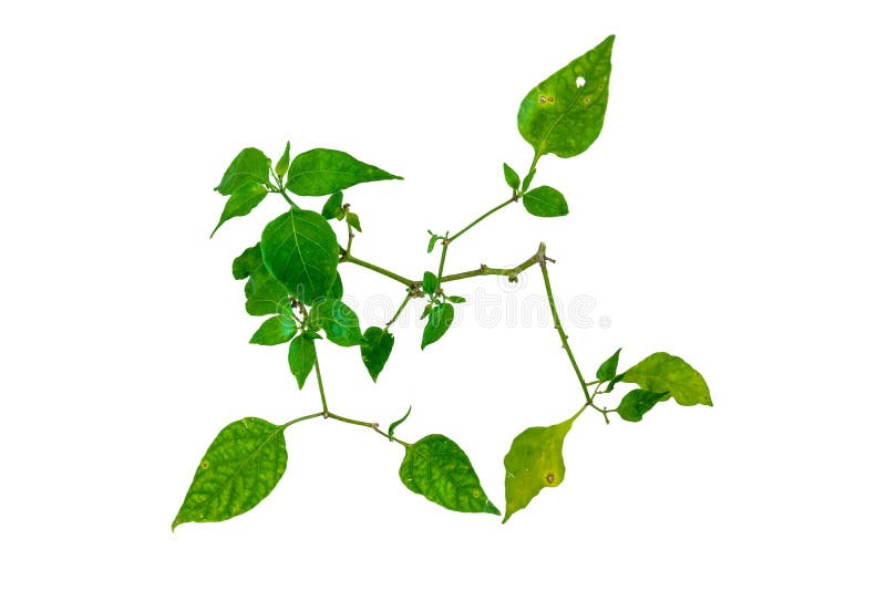 Green leaf isolate stock photo. Image of nature, forest - 88741886