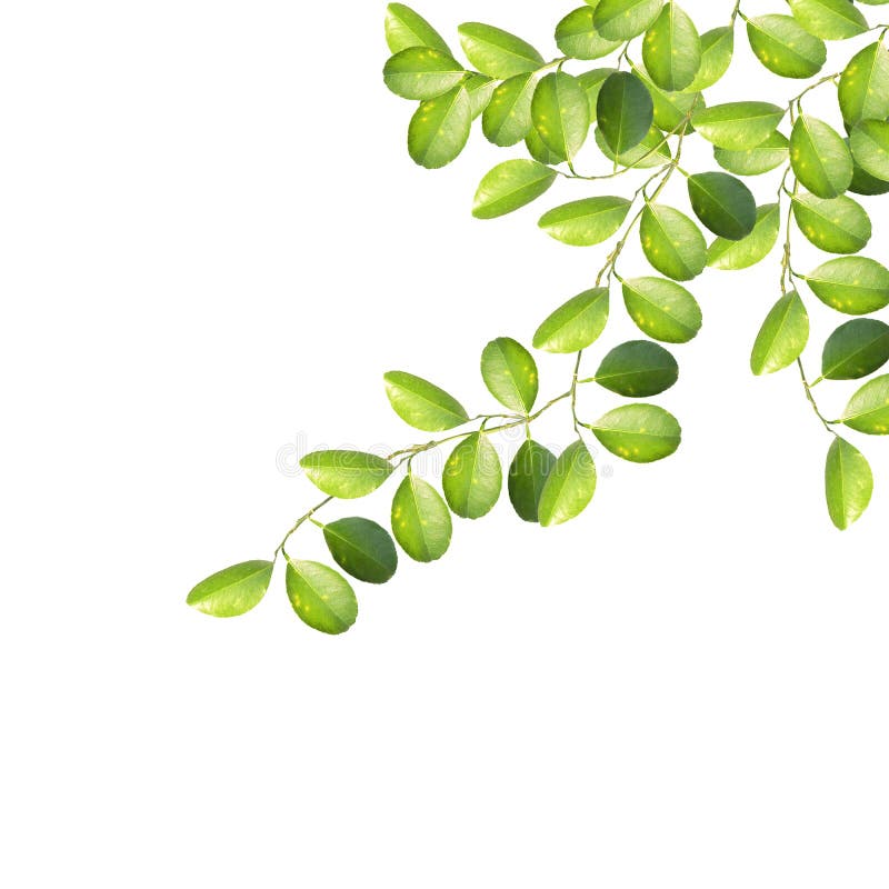 Green Leaf Isolate on White. Lime Leaves Stock Image - Image of botany ...