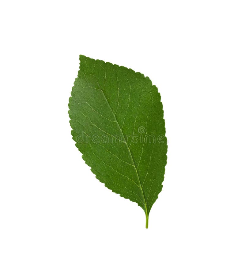 Green Leaf Isolated on a White Background. Cherry Leaf. Top View Stock ...