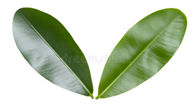 Parallel Venation Leaves Stock Photos - Free & Royalty-Free Stock ...
