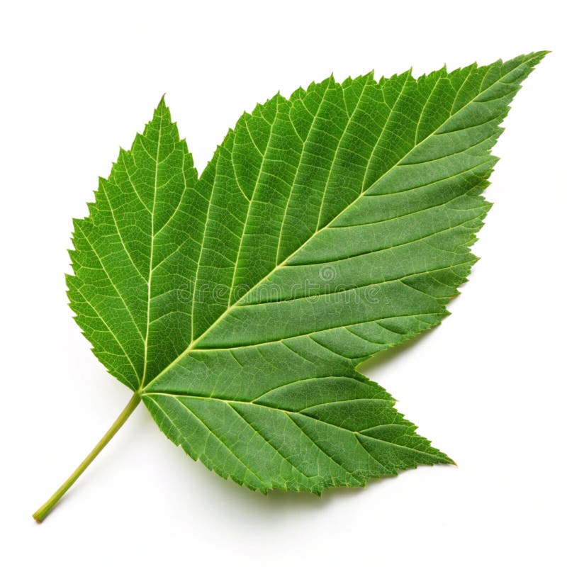 Green Leaf on White Background Stock Illustration - Illustration of ...