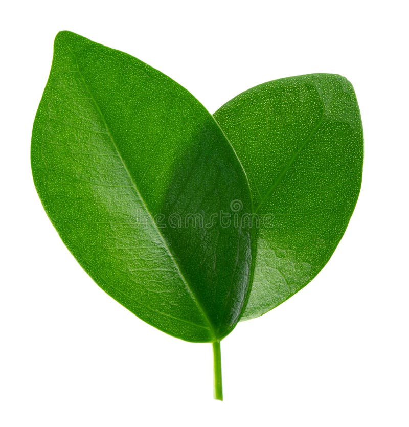 Green Leaf Isolated on White Background. Top View. Stock Image - Image ...