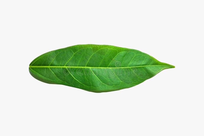 Isolative Stock Illustrations – 7 Isolative Stock Illustrations ...