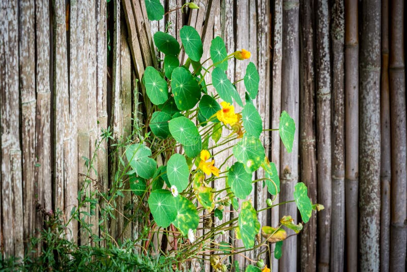Green Leaf Ivy and Yellow Flower Stock Photo - Image of leaf, vine ...