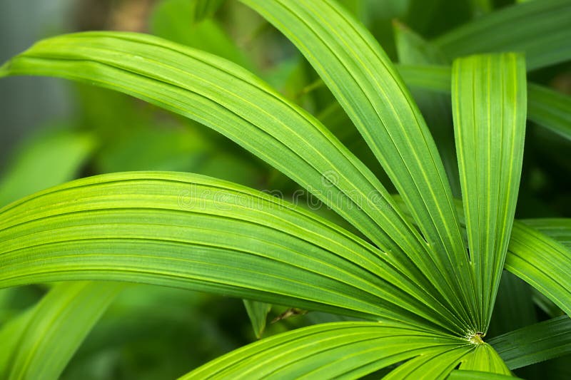 Green Leaf of Lady Palm Tree Stock Photo - Image of close, detail ...