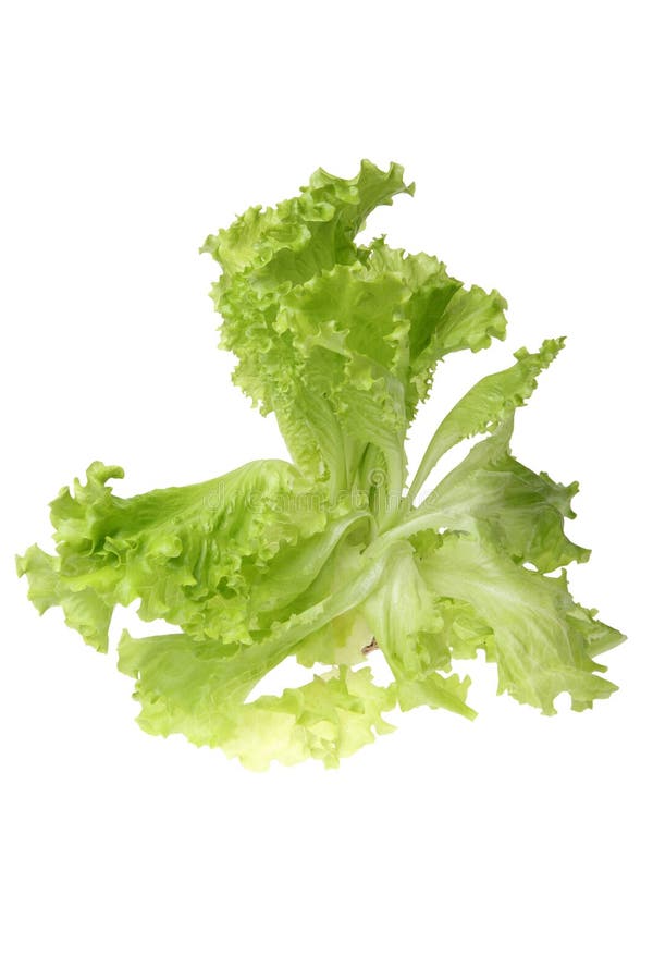 Green leaf lettuce stock image. Image of color, lettuce - 17859955