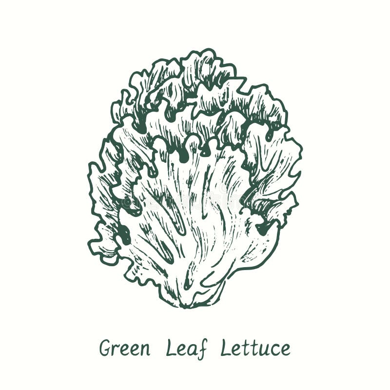 Green Leaf Lettuce. Ink Black and White Doodle Drawing Stock Vector ...