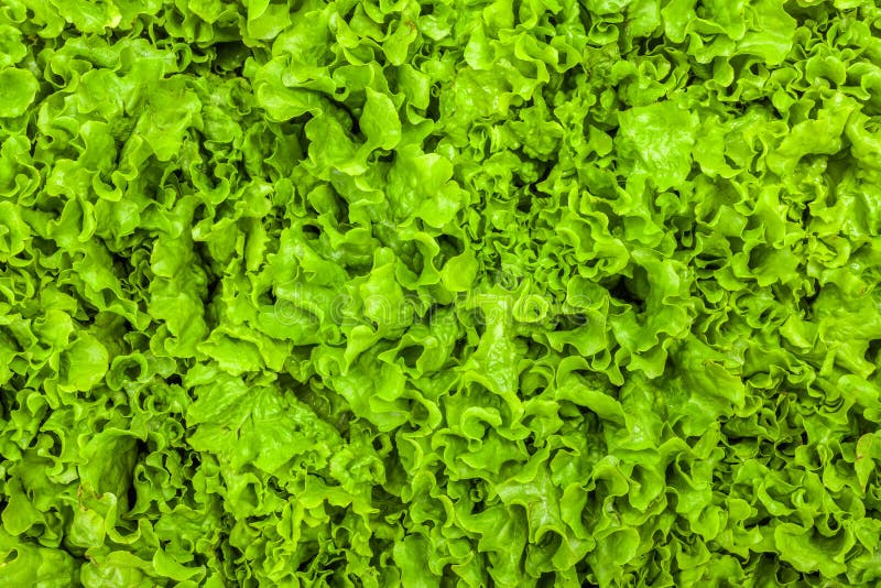 Green leaf lettuce texture stock photo. Image of crop - 54906124